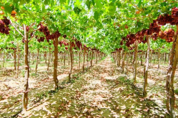 Al-Beheira ni ardhi ya Neema - Nasser Youth Movement